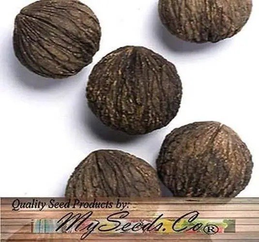Fresh (5) Black Walnut Tree Seeds Juglans Nigra Northern Hardy Zone 5 ...
