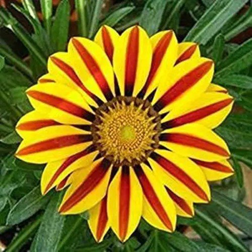 Fresh Exotic Gazinga Flower Seeds 100+ Seeds Gazinina Seeds For Growing ...