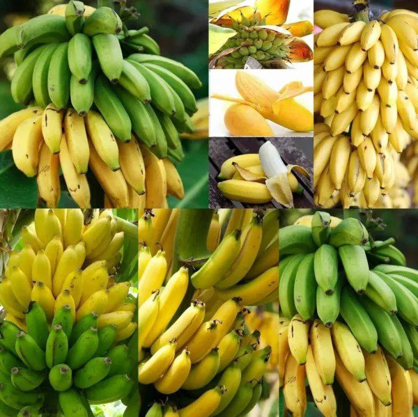 Fresh Banana Tree Seeds For Planting Grow Bananas (20 Seeds) Garden