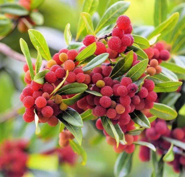 Fresh Yumberry Tree Seeds For Planting (10 Seeds) Yang Mei Tree Myrica ...