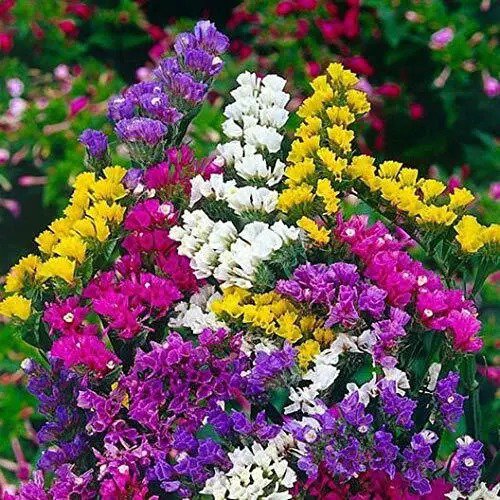 Fresh 100 Statice Flower Seeds Stunning Mixed Colors Great For Cut ...