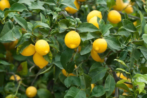 Fresh Dwarf Lemon Bonsai Tree Seeds For Planting 30+ Seeds Ships From ...