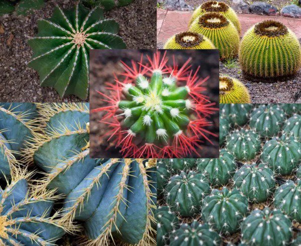 Fresh 50 Ferocactus Species Mix Seeds Barrel Shaped Cacti Ships From ...