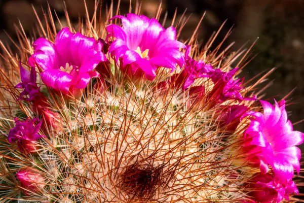 Fresh Red Headed Irishman Cactus Seeds For Planting 25 Seeds ...