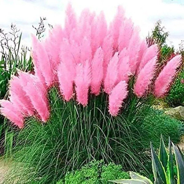Fresh Giant Pink Pampas Grass Seeds 500 Seeds Ships From Iowa Made In ...