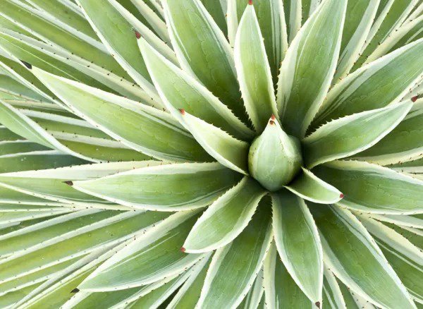 Fresh 50 Agave Species Seed Mix For Planting Agave Ships From Iowa Usa ...