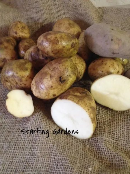 Seed Potato White Kennebec (5 Lbs.) Certified Seed White Seed Potatoes ...
