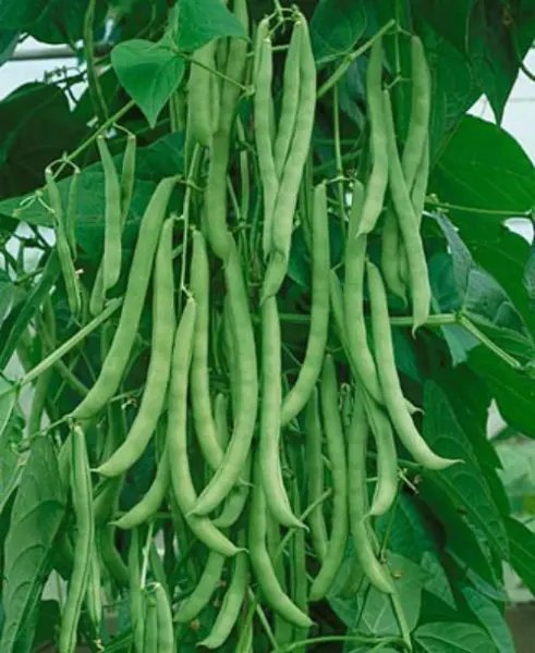 Kentucky Wonder Pole Bean Seed Non Gmo Heirloom Pole Bean Seed 1 Oz ...