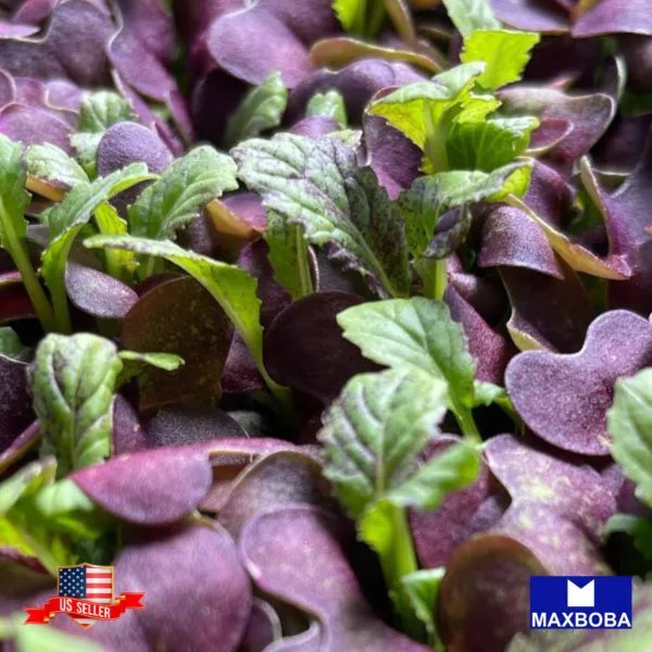 Mustard Osaka Purple Microgreens 1200 Seeds Heirloom Non Gmo Garden