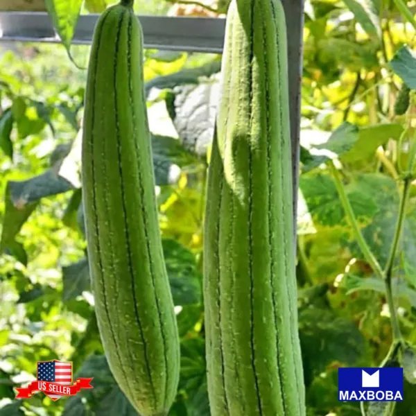10+ Chinese Okra Treated Gourd Seeds Heirloom Vegetable Non Gmo Garden