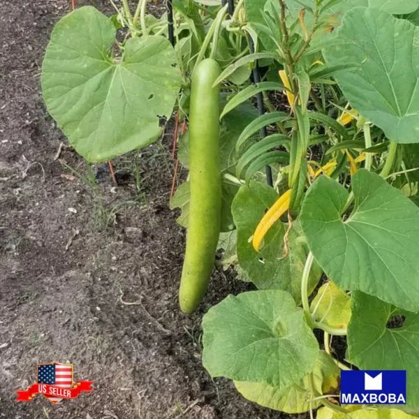 10+ Gourd Seeds Cucuzzi Italian Edible Heirloom Vegetable Non Gmo Garden