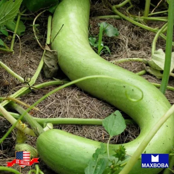 5+ Cucuzzi Italian Edible Gourd Seeds Heirloom Vegetable Non Gmo Garden