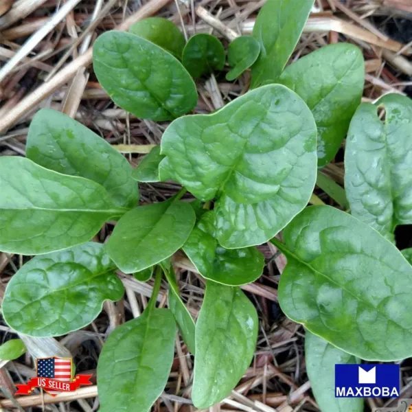 Non Gmo 15+ Malabar Spinach Seeds Green Vines Supreme Heirloom Garden