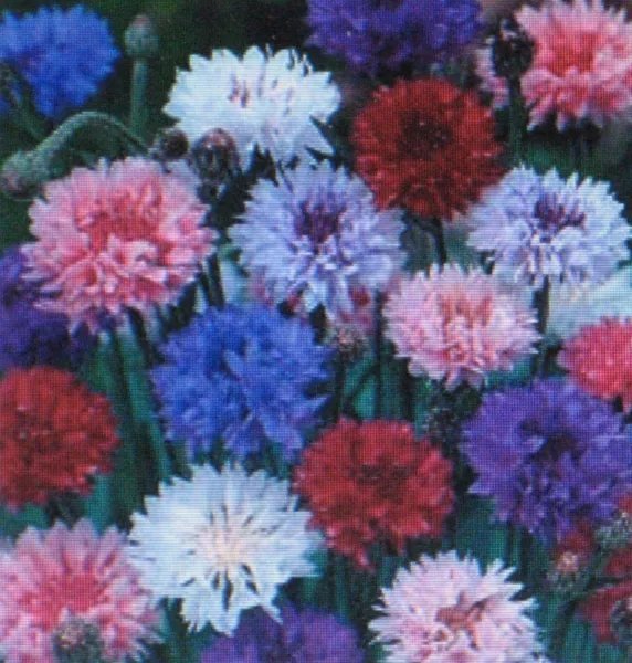 Bachelors Buttons Mixed Colors Cut Flower Arrangements Garden