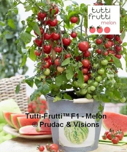 25 Tomato Seeds Tomato Tutti Frutti Melon Cherry Tomato Garden