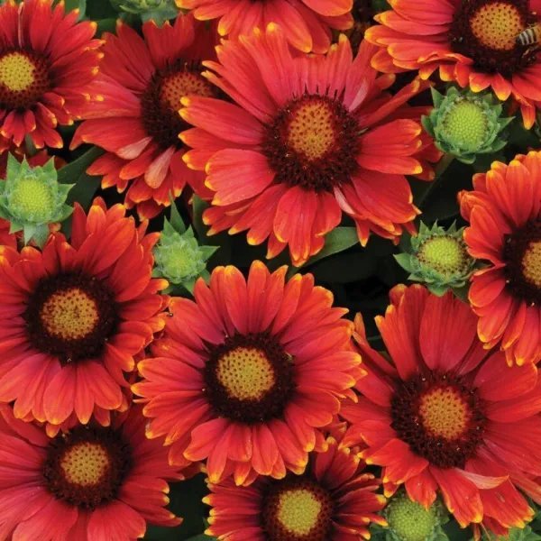 Gaillardia Seeds Gaillardia Arizona Red Shades 50 Seeds Garden