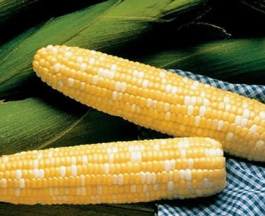 50 Corn Seeds Serendipity Triple Sweet Corn Seeds Garden