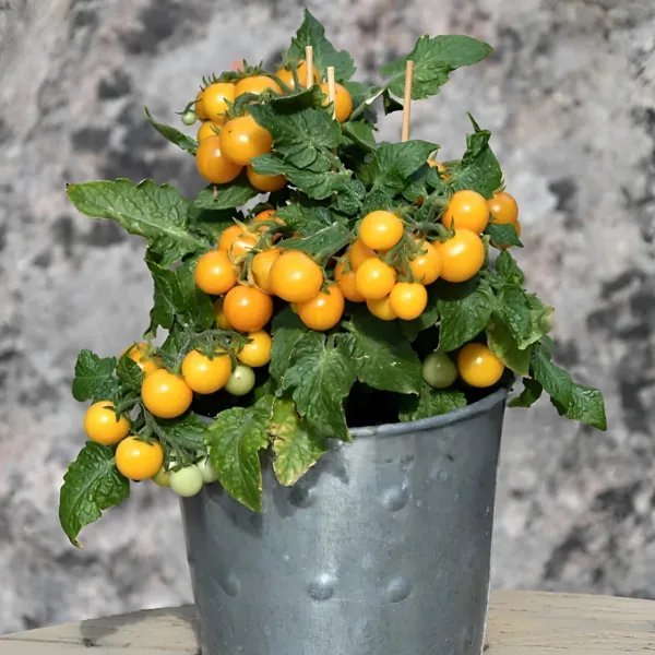 Gemma Micro Dwarf Tomato Seeds Garden