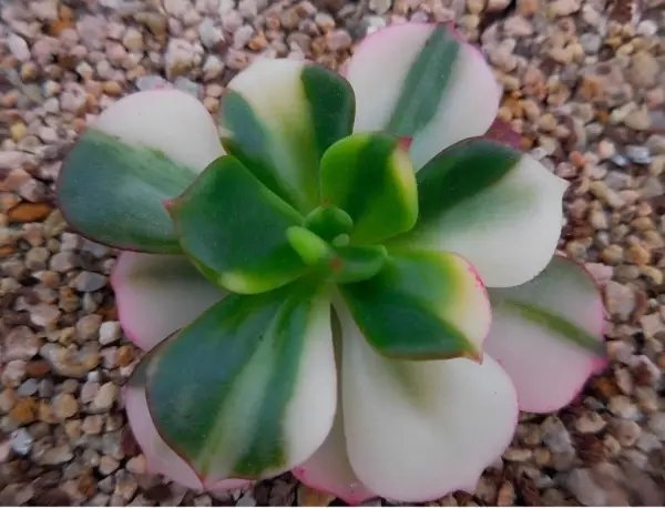 Echeveria 'Spectabilis' Rare Variegated Succulent Plant Garden