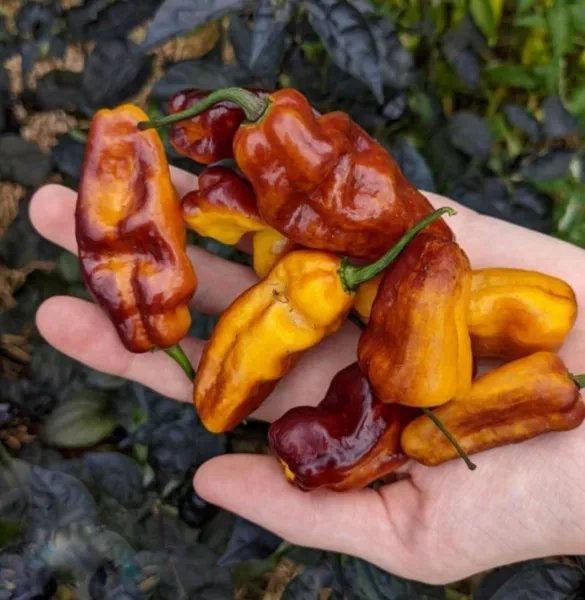 Rare Pimenta Puma Pepper 12 Seeds (Limited Qty) Garden