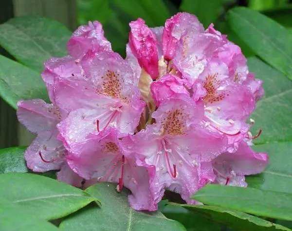 Rhododendron Macrophyllum Coast Rhododendron California Rose Bay 25 ...