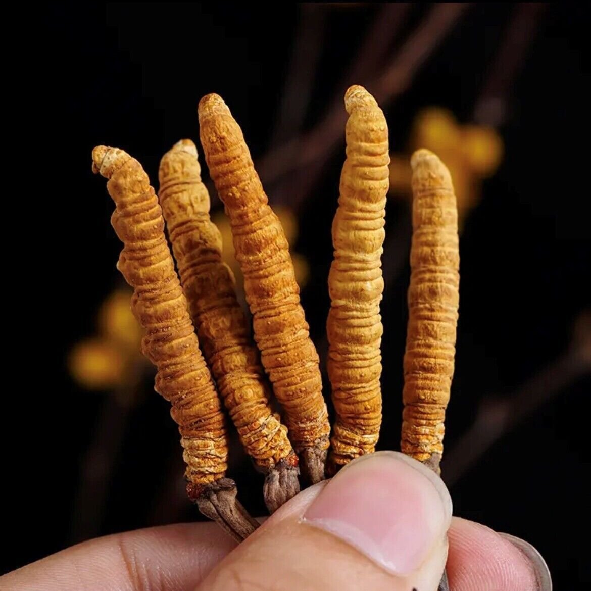 Kida Jadi -Cordyceps Militaris -Mushroom Dried -Caterpillar Fungus ...