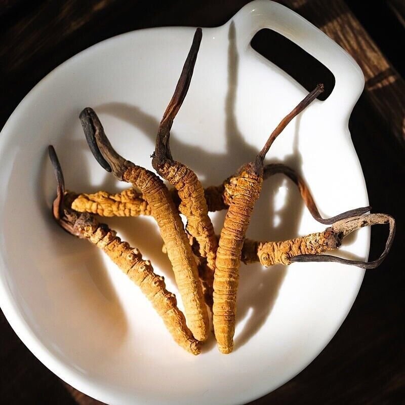 Kida Jadi -Cordyceps Militaris -Mushroom Dried -Caterpillar Fungus ...