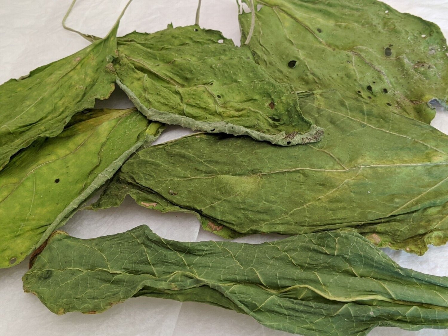 Thorn Apple Leaf-Jamestown Weed-Datura Stramonium-Datura Dried Leaves ...