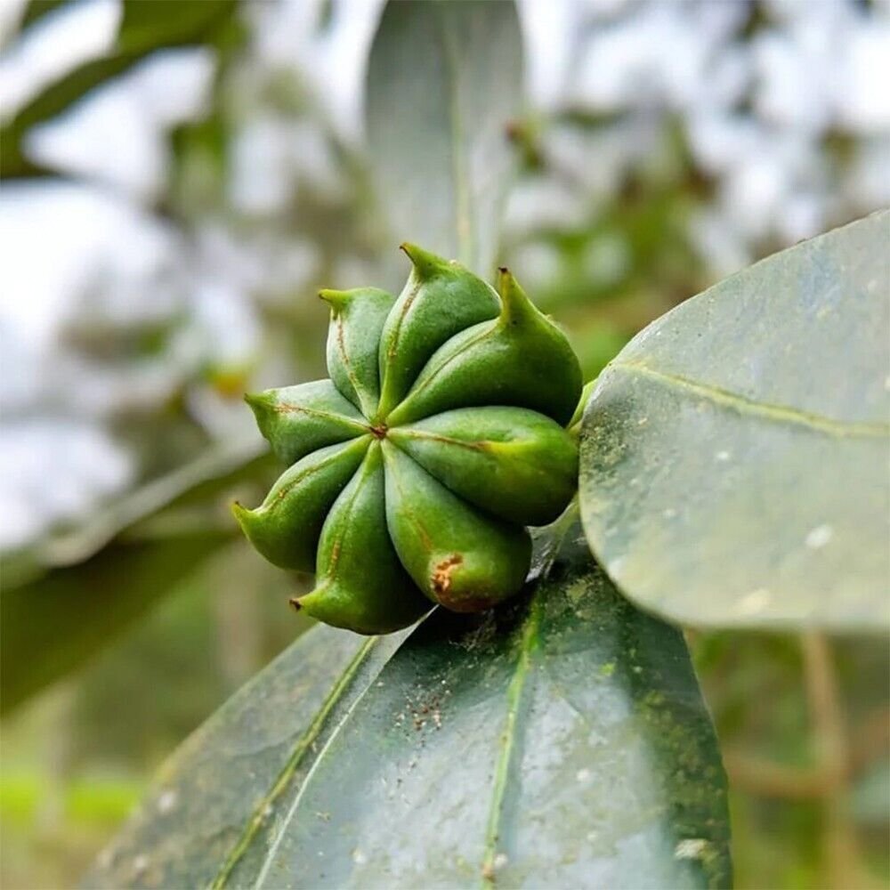 BADIAN KHATAI - BADIYAN KHATAI - CHAKRA PHOOL - ILLICIUM VERUM - STAR ANISE