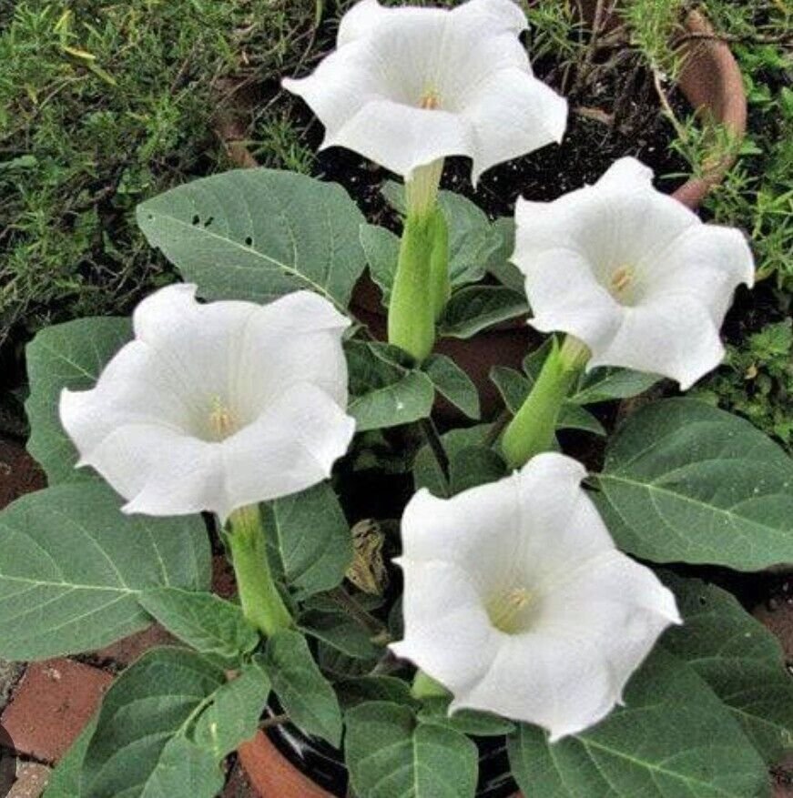 Thorn-Apple-Jamestown Weed-Dhatura Stramonium-Datura Dried Leaves ...