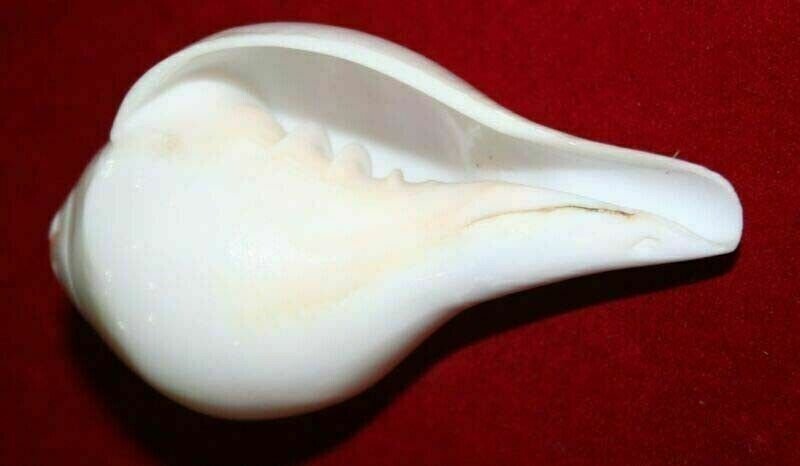 New Hindu Pooja Blowing Sound Shankha Shankh Conch Shell Hindu Divine ...