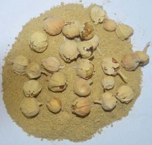 PANEER DODI POWDER - PANEER DODA - PANEER FRUIT -PANEER PHAL -WITHANIA ...