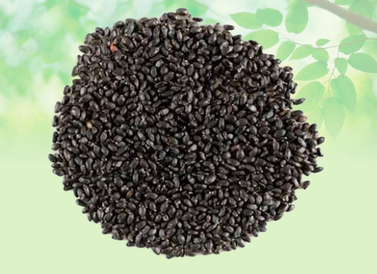NATURAL TUKMARIA CHOTI BEEJ - SABJA SEEDS - OCIMUM BASILICUM