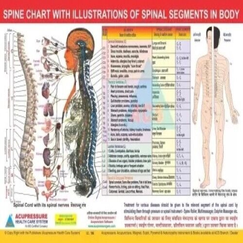 Spine Chart - Spinal Segments Quick Study Academics Teaching Educational