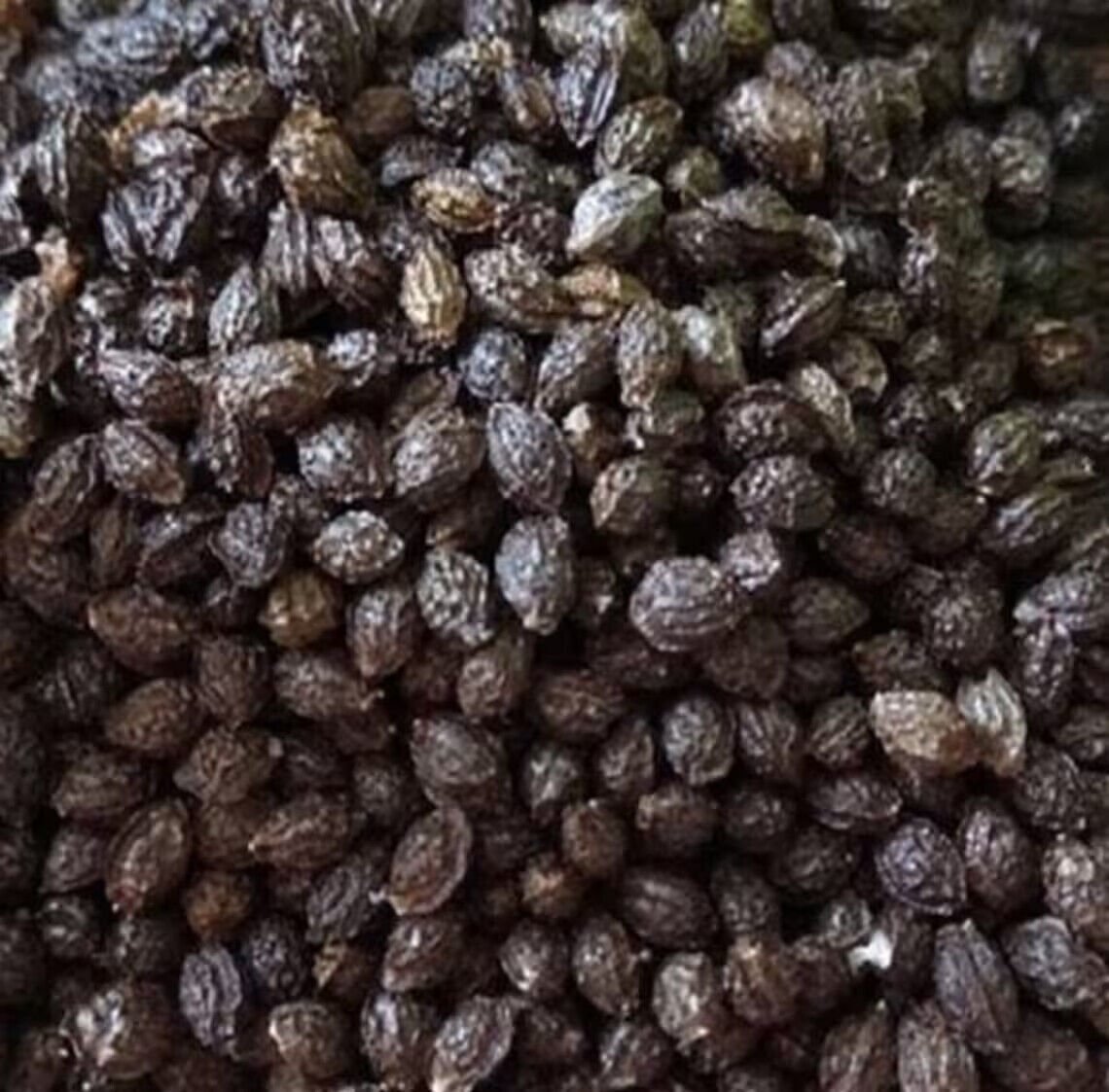 Papaya seeds, organic Papaya seeds- Dried Papita-Papaya Seeds-Raw Herbs ...