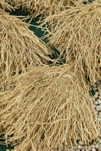 Cuscus Grass Herb Whole Khuskhus Root Vetiveria Zizanioides Nash