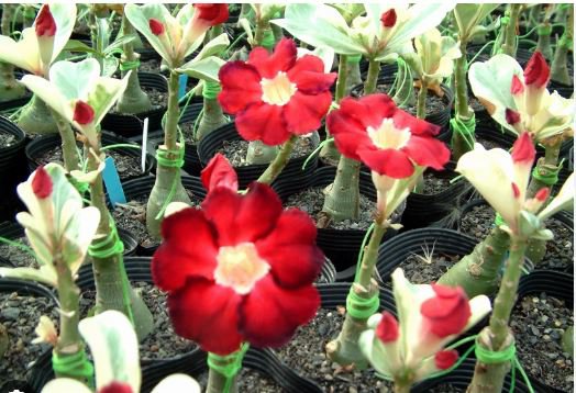 Adenium Dark Red Petals with Thin Whitish Pink Edge Flower 1000 pcs Seeds