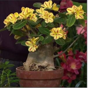 Adenium Mixed Yellow White Petals with red stripe Flower 2 PCS Seeds