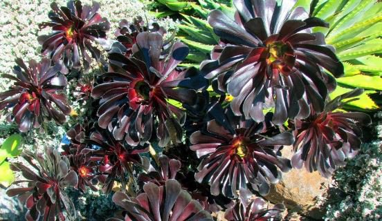 Aeonium arboreum 'Zwartkop' Bonsai Succulents Plants Black mage 100 PCS ...