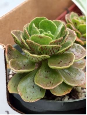 Aeonium smithii Succulent Plant Seeds Smith’s Giant Houseleek 100 PCS Seeds