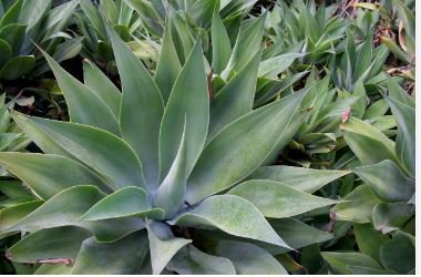 Agave inaequidens subsp. inaequidens Succulents Garden Plant 10 PCS Seeds