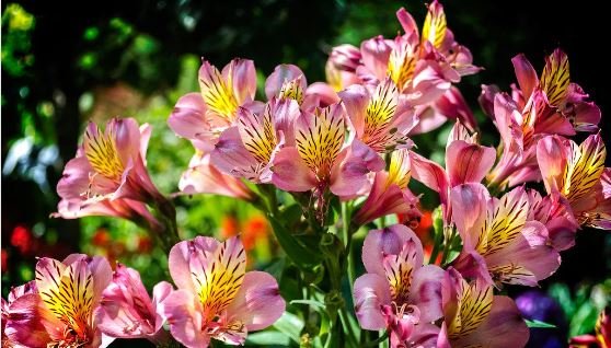 Alstroemeria seeds Peruvian Lily Alstroemeria Inca Bandit Princess lily ...