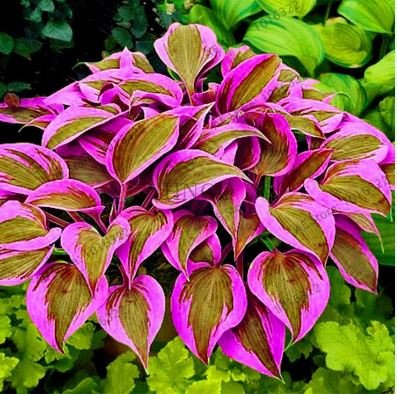 Beautiful Hosta Bonsai, Perennials Lily Flower Shade Hosta Flower 150 ...