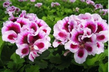 Bi-Colored Red White Univalve Geranium 20 PCS Seeds