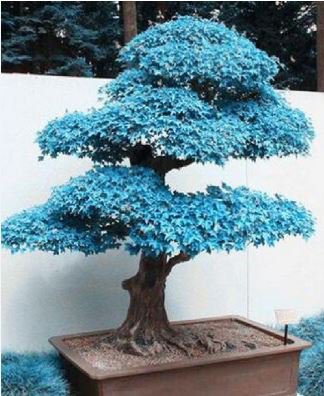 Blue Maple Tree Seeds Bonsai 50 PCS Seeds