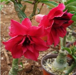 Boisterous Elation Adenium Bonsai Desert Rose 2 PCS Seeds