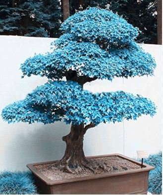 bonsai blue maple tree seeds Bonsai tree 20 PCS Seeds
