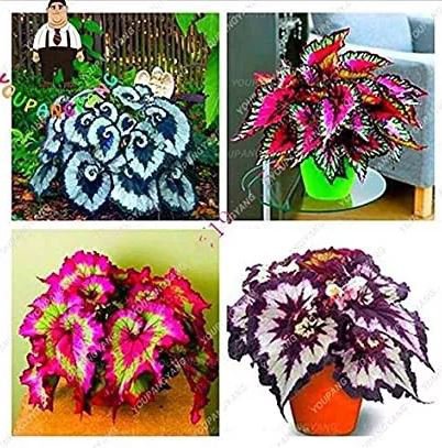 Bonsai Coleus Foliage Plants Perfect Color Arc-Dragon Beautiful Flower ...