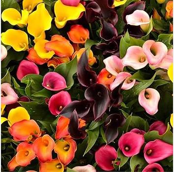 Calla Bonsai Calla Lily Flower Rare Bonsai Flower Plants 200 PCS Seeds