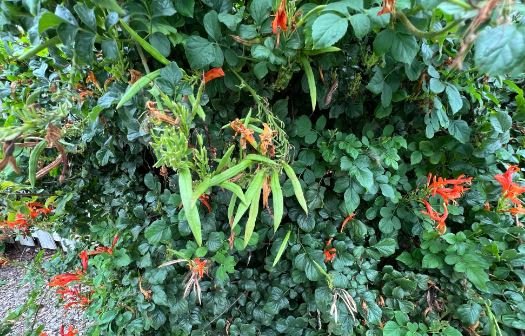 Cape Honeysuckle (tecomaria Capensis) Bonsai, Fresh Exotic Flower 20 ...